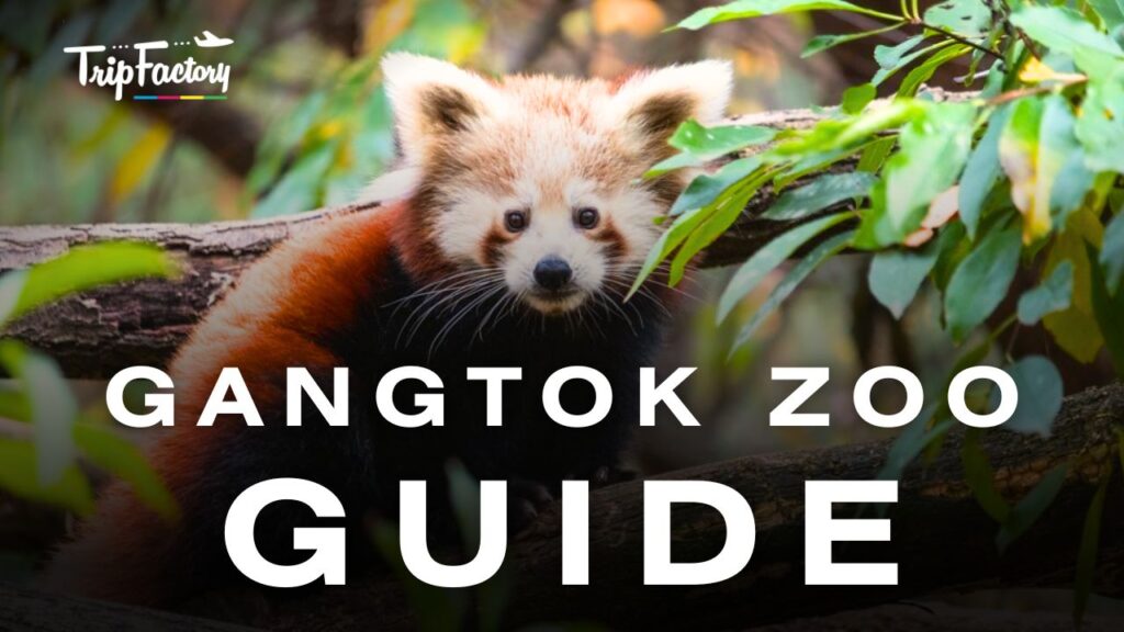 Gangtok Zoo Guide (Himalayan Zoological Park) & Entry fee