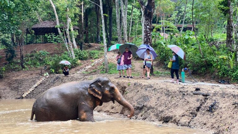 Phuket Elephant Nature Reserve: A Complete Travel Guide